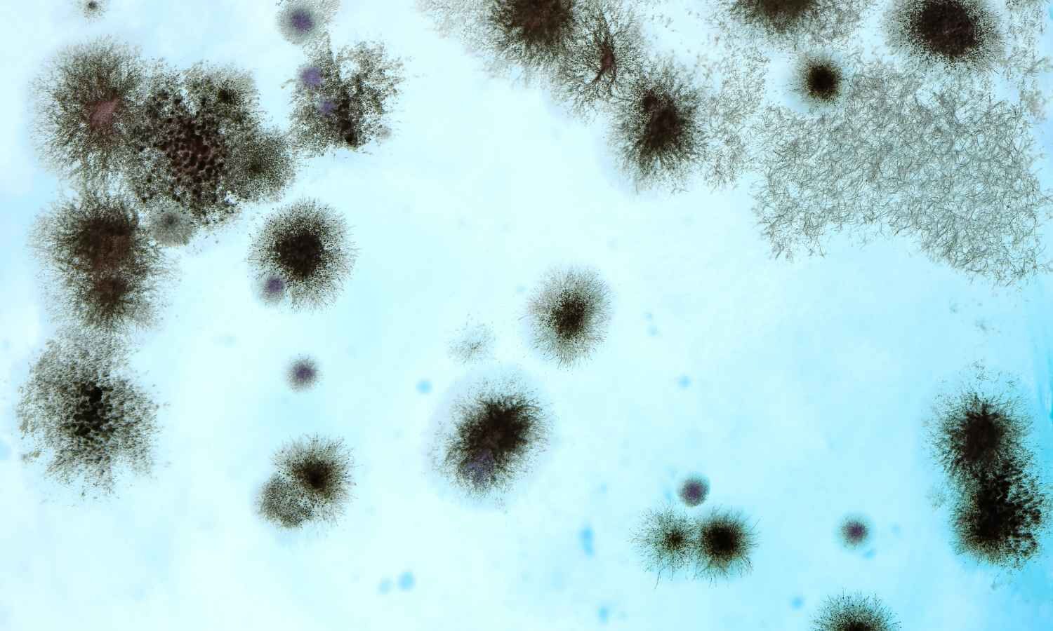 Study Shows Fungal Spores in the Air Can Help Predict Flu and COVID-19 ...